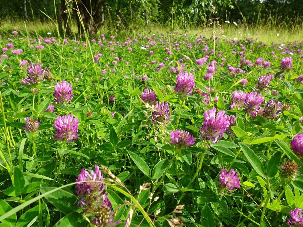 27. NÄDAL 4.7.2022.- 10.7.2022. Jõgeval ja selle ümbruses | Looduskalender