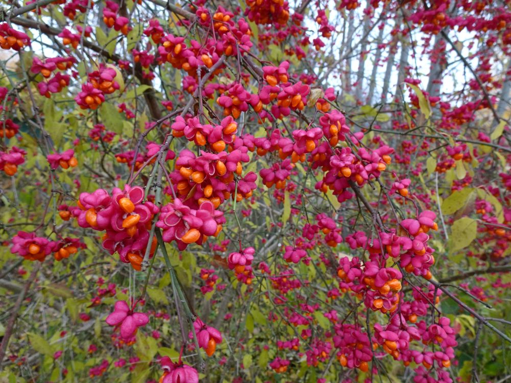 41. NÄDAL 10.10.2022.- 16.10.2022. Jõgeval ja selle ümbruses ...