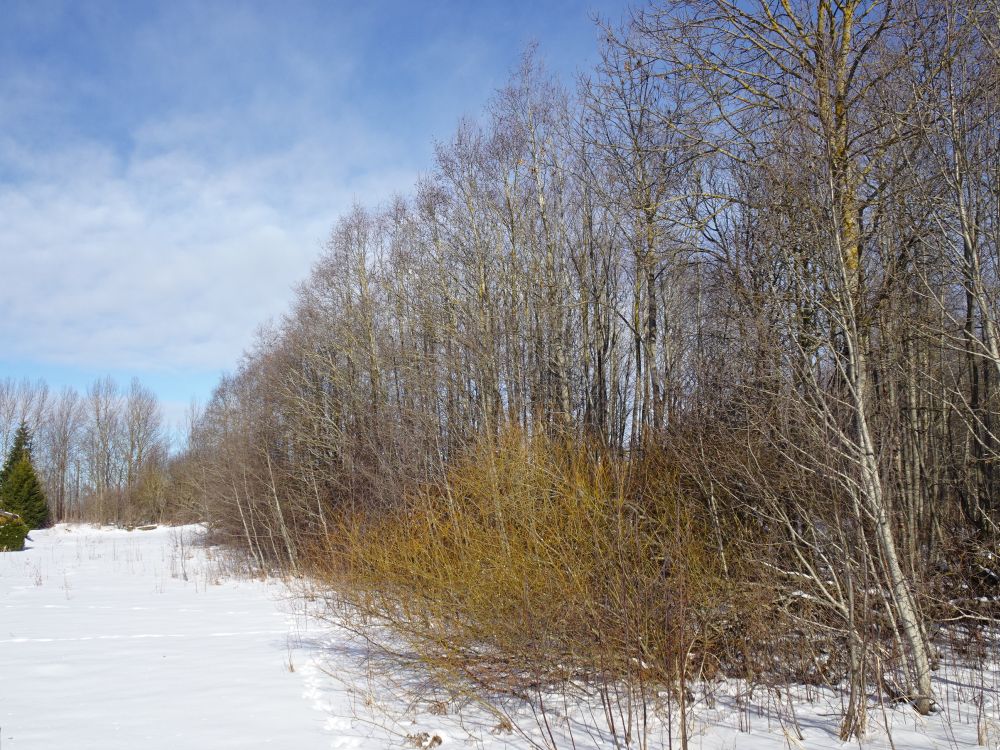 Parkmetsade puistute koosseisu ja struktuuri kujundamine ...
