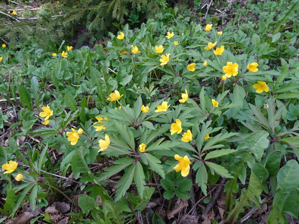 16. NÄDAL 17.4.2023.- 23.4.2023. Jõgeval ja selle ümbruses ...