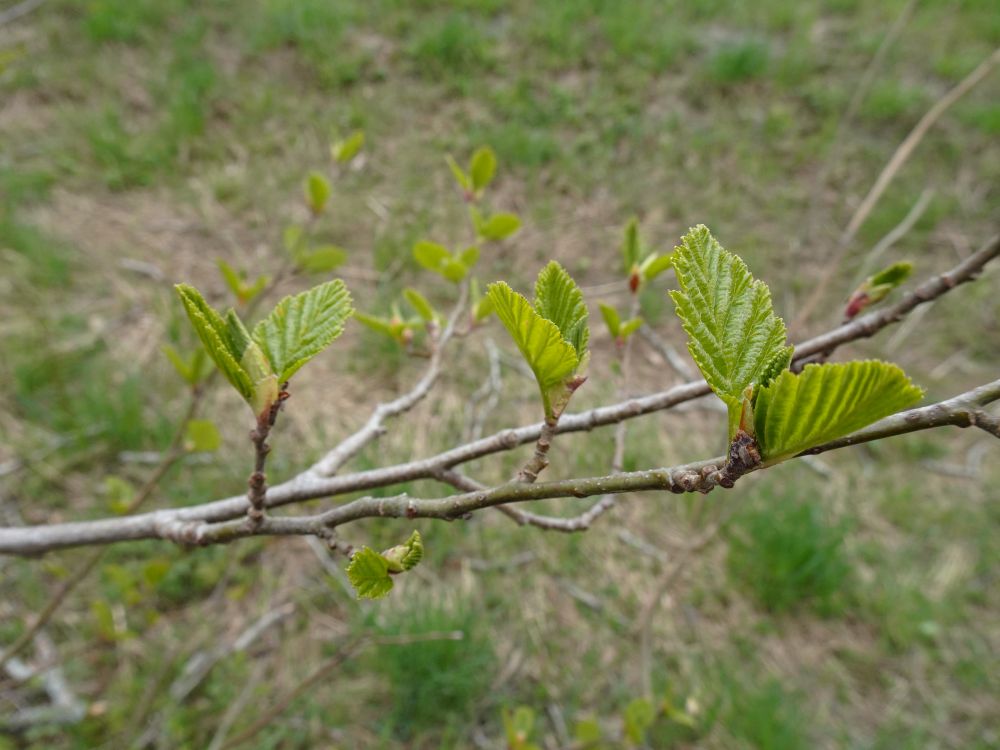 18. NÄDAL 1.5.2023.- 7.5.2023. Jõgeval ja selle ümbruses ...