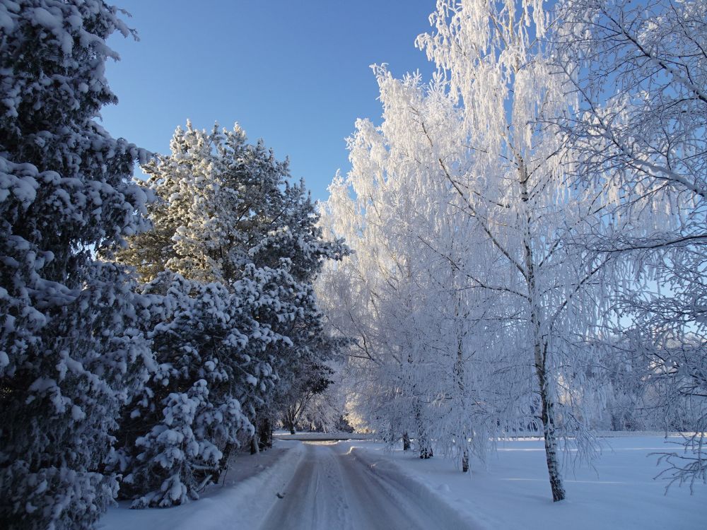 49. NÄDAL 4.12.2023 - 10.12.2023. Jõgeval ja selle ümbruses ...