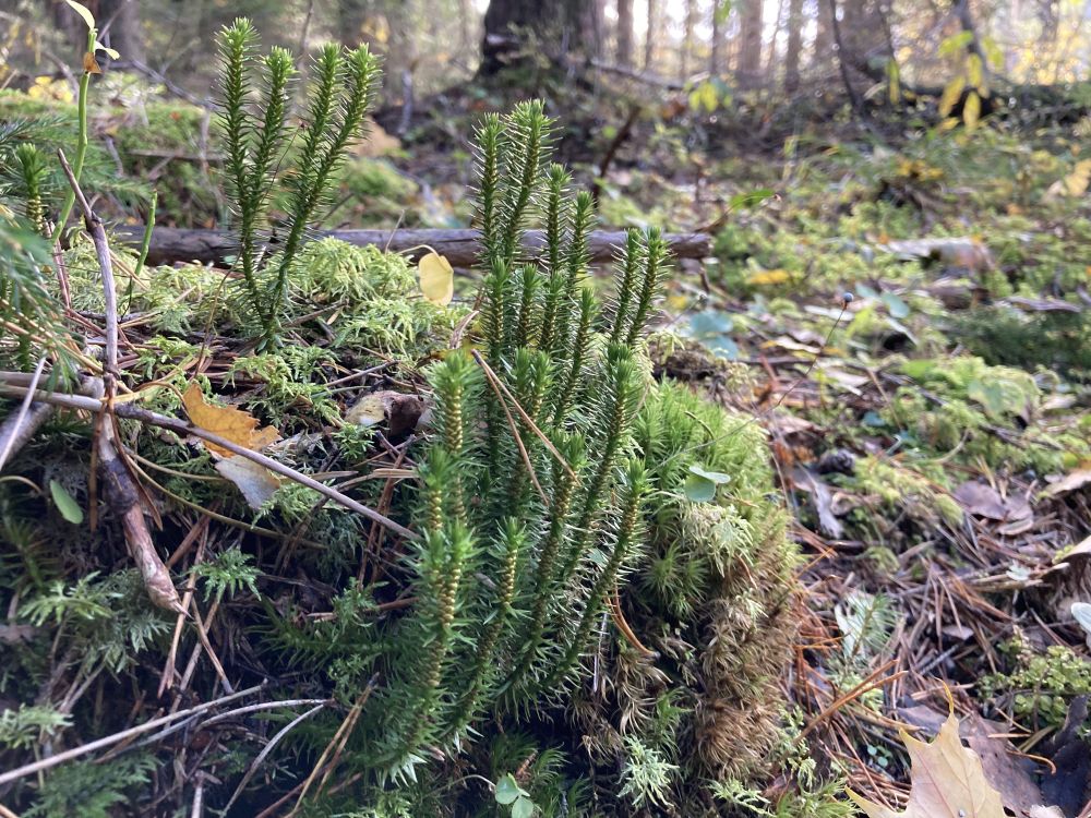 Kollad on eostaimed | Looduskalender.ee