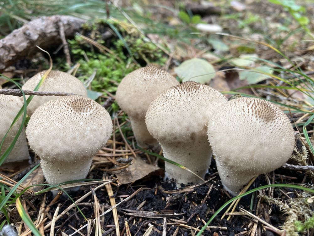 Metsast ja metsaandidest | Looduskalender.ee