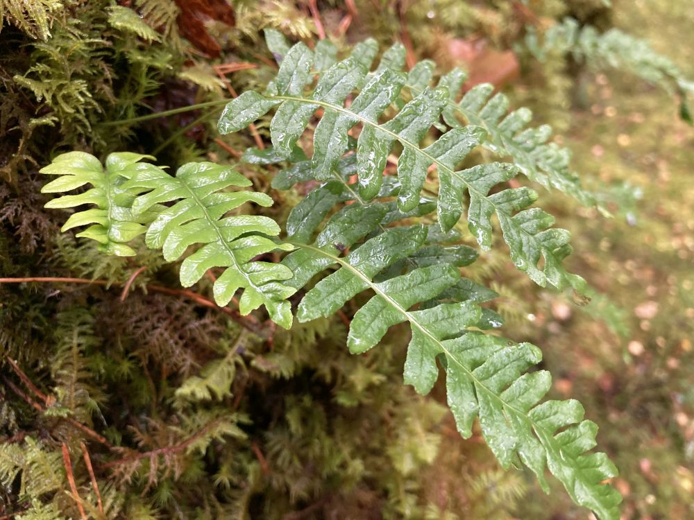 Kivi-imar tunneb end Lahemaal koduselt | Looduskalender.ee