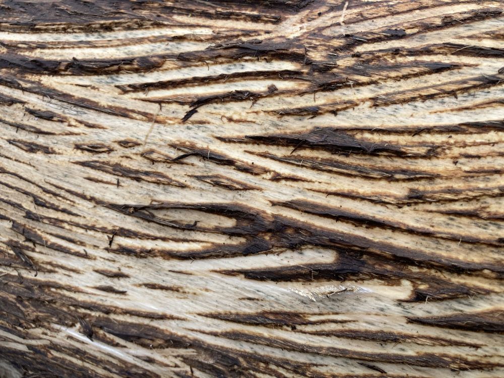 Haavapuu koor on läinud loomadele asja ette | Looduskalender.ee