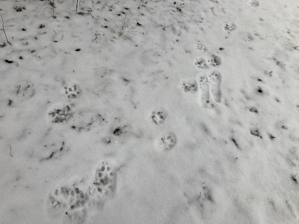 Jäljeraamat - ilvese jäljerida | Looduskalender.ee