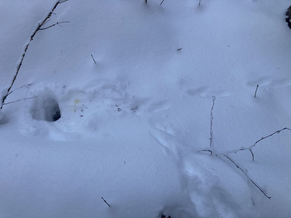 Metsnugise toimetamised värskes lumes | Looduskalender.ee