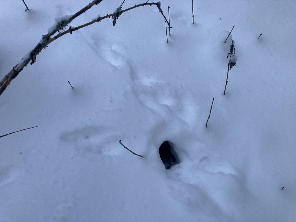 Metsnugise toimetamised värskes lumes | Looduskalender.ee