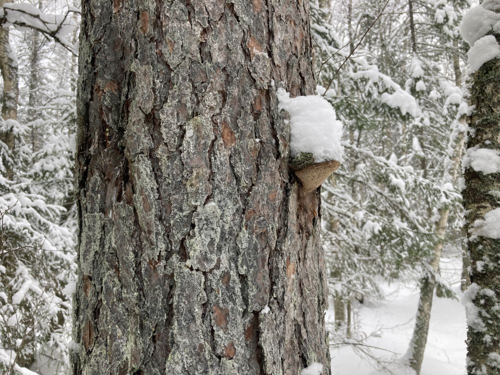 Männitaelik tekitab tüvemädanikku | Looduskalender.ee