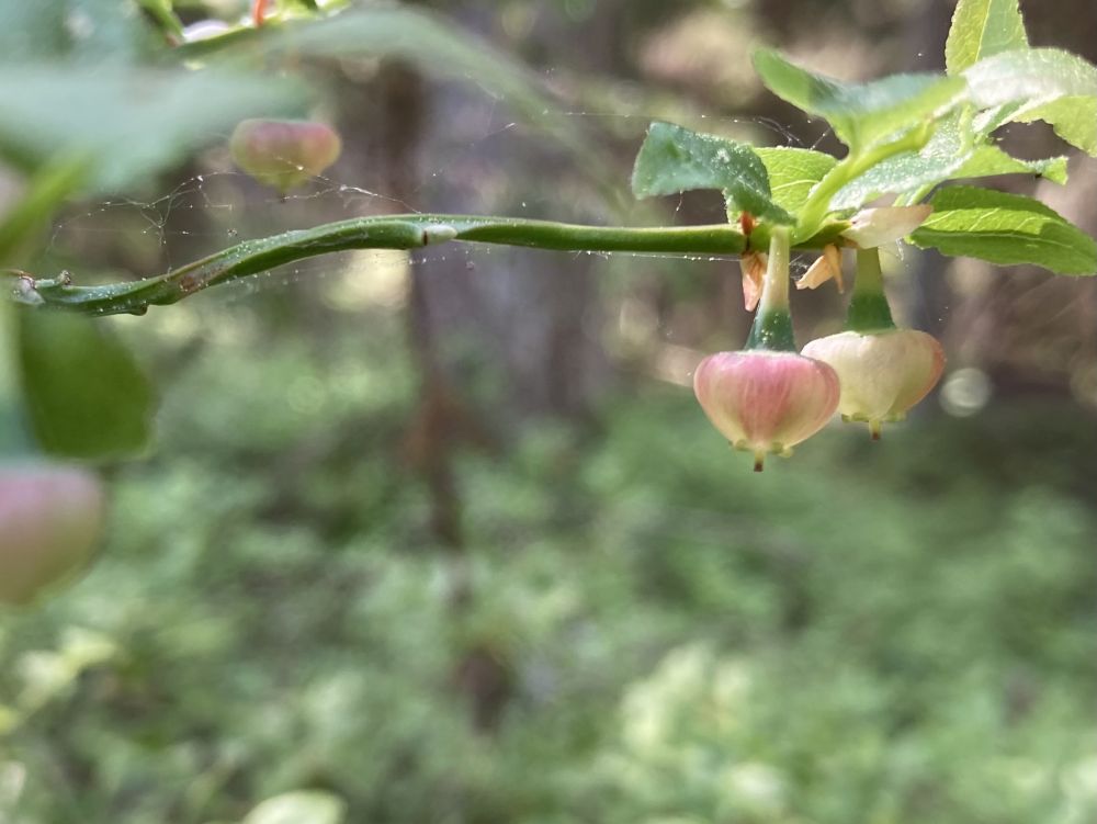 Mustikad õitsevad | Looduskalender.ee