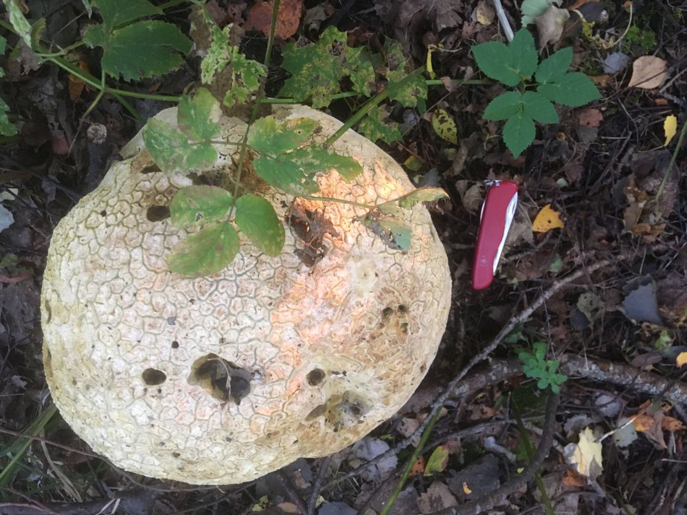 Hiidmuna | Looduskalender.ee