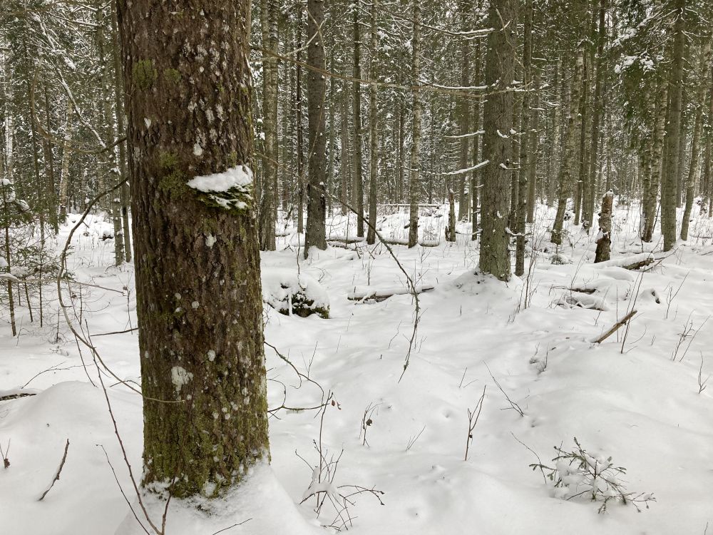 Aasta sammal talvises metsas | Looduskalender
