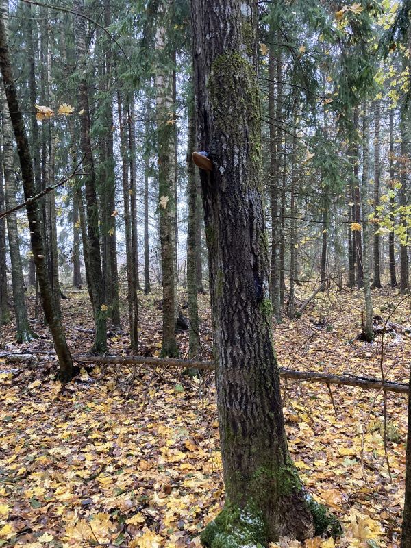 Haabadel kasvavatest tuletaeltest ja näätsadest | Looduskalender.ee