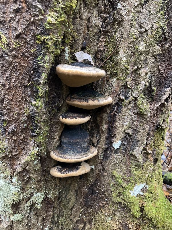 Haabadel kasvavatest tuletaeltest ja näätsadest | Looduskalender.ee