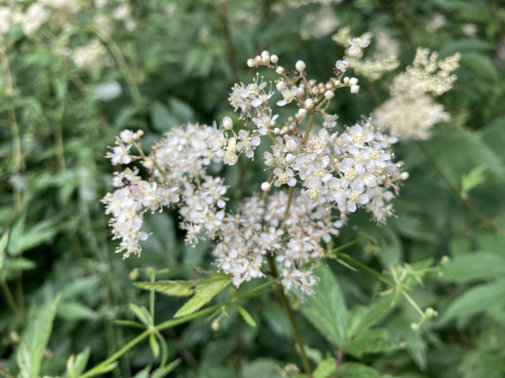 Kohati on angervaksad pooles õies | Looduskalender.ee