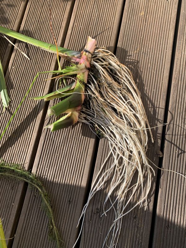 Kalmustest veekogude kallastel | Looduskalender.ee