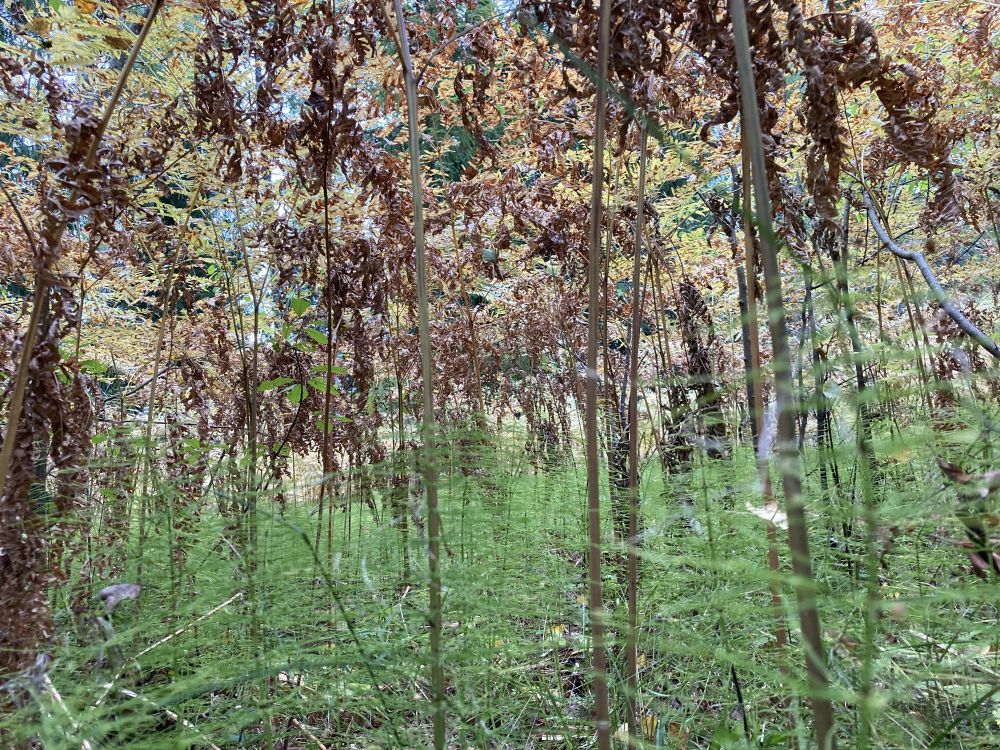 Meie tavalisem sõnajalgtaim | Looduskalender.ee