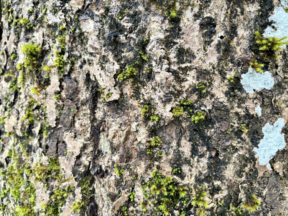 Aasta puu - harilik saar on ohustatuim puuliik | Looduskalender.ee