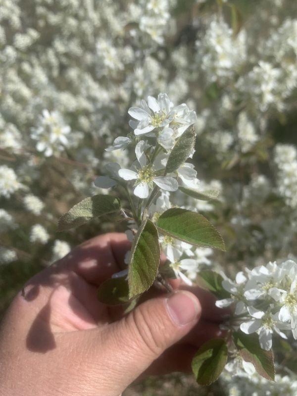 Uus kännumetsamari | Looduskalender.ee