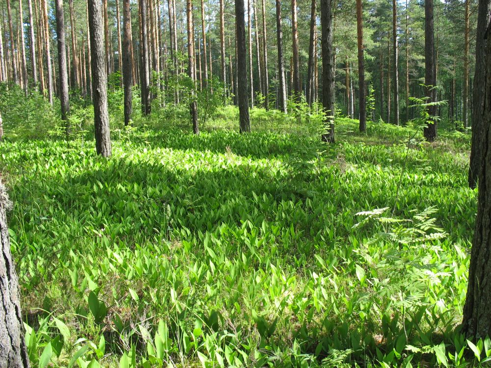 Puhkemetsade olukorrast ja tulevikust aastal 2023 | Looduskalender.ee
