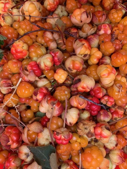 Murakas | Looduskalender.ee