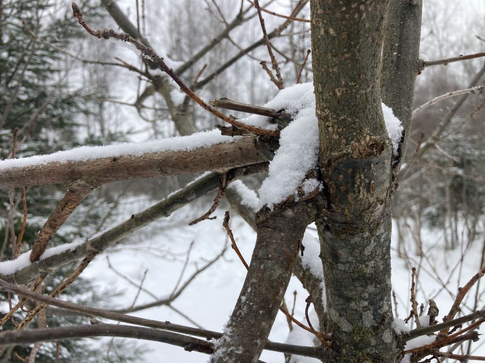 Talvine Mäetaguse tammik | Looduskalender.ee