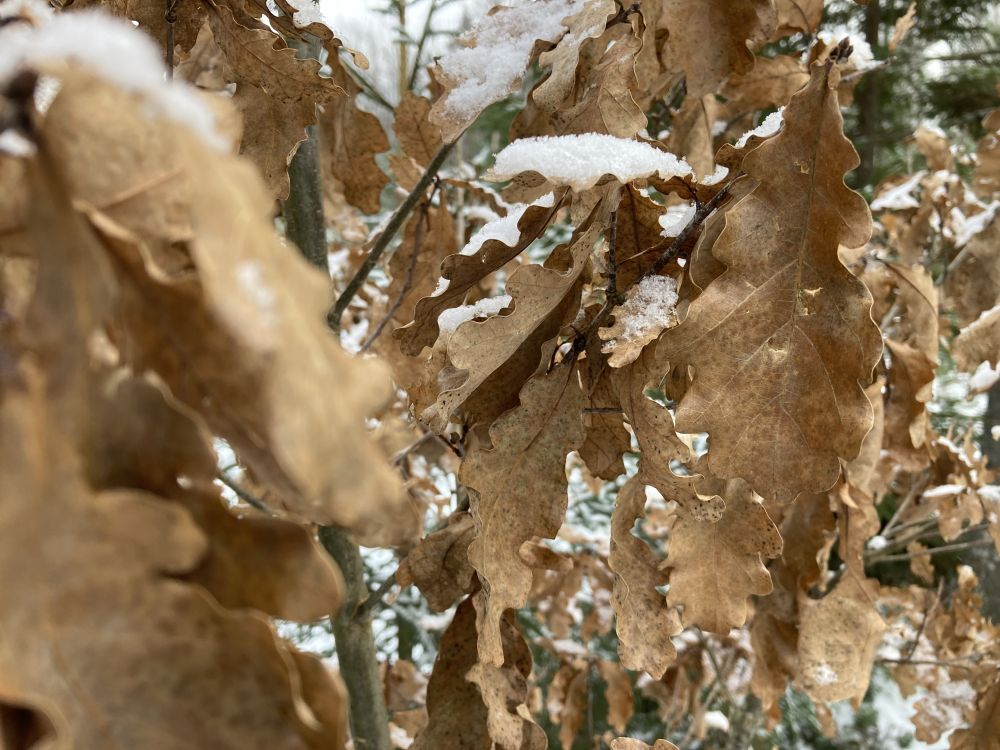 Aasta puu lumised lehed | Looduskalender.ee