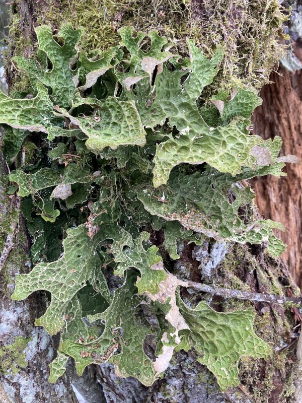 Samblikud pehkinud remmelgal... | Looduskalender.ee