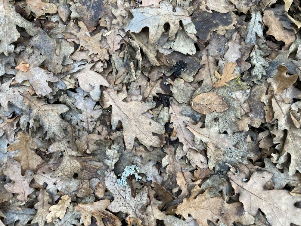 VIDEO: aasta puu hilistalvel | Looduskalender.ee