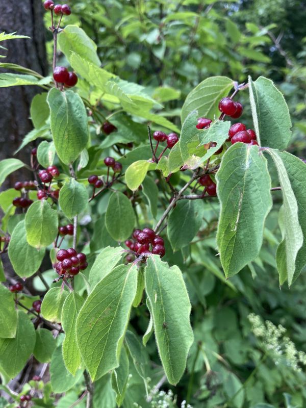 Kuslapuude marjad on mürgised | Looduskalender.ee