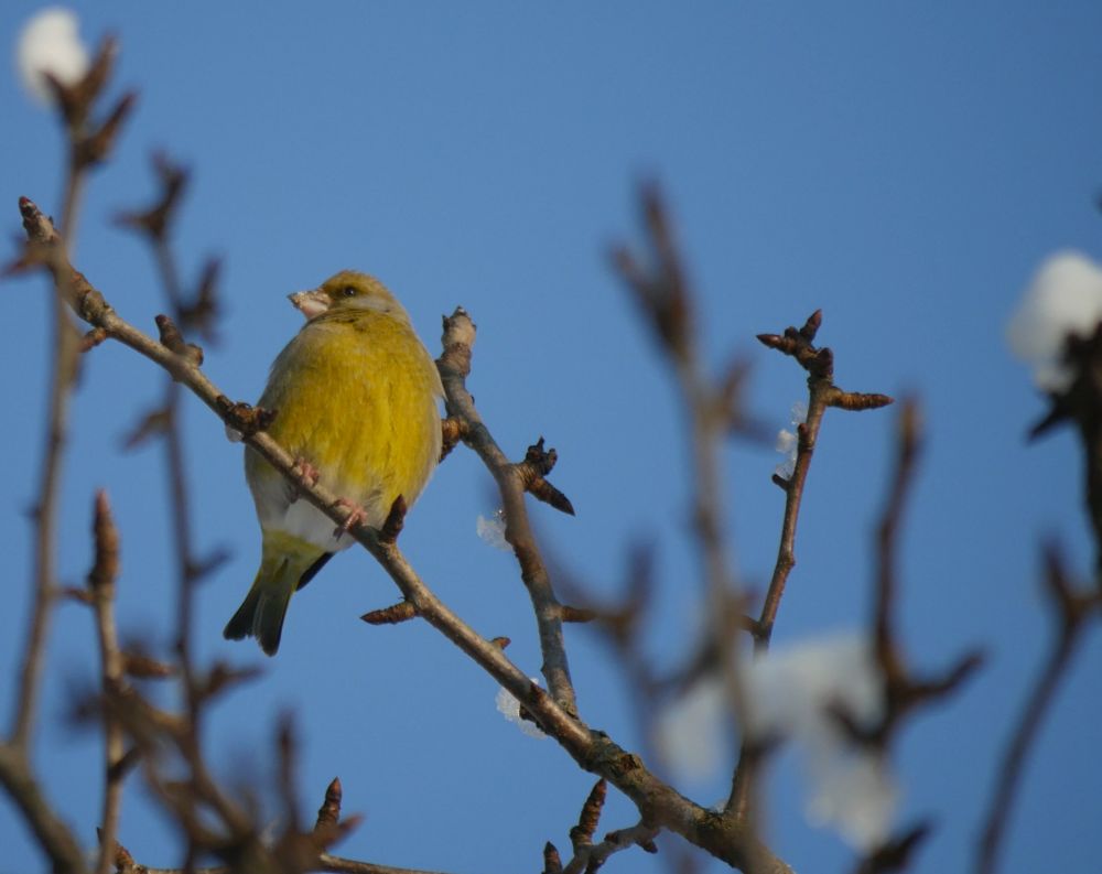 VIDEO: mida rohevindid looduses söövad | Looduskalender.ee