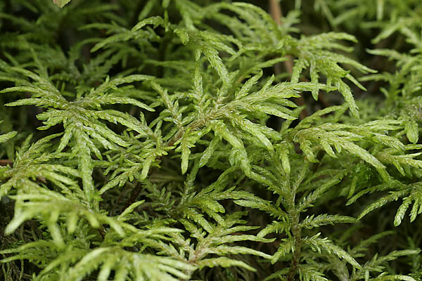 Andero kuldvillak Jeopardy Template