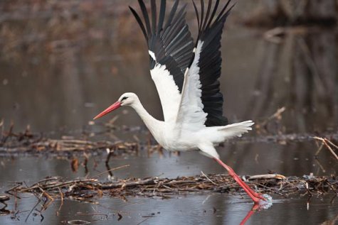 Paljud valge-toonekured on veel üksikult pesadel | looduskalender.ee
