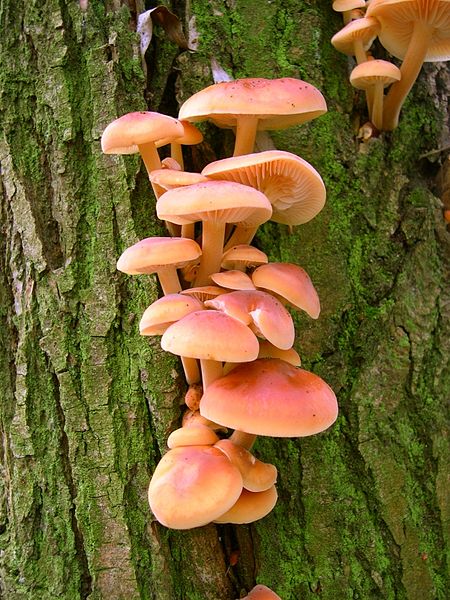 Estonia: Edible Winter Mushrooms To Know | Ann Novek( Luure)–With the ...
