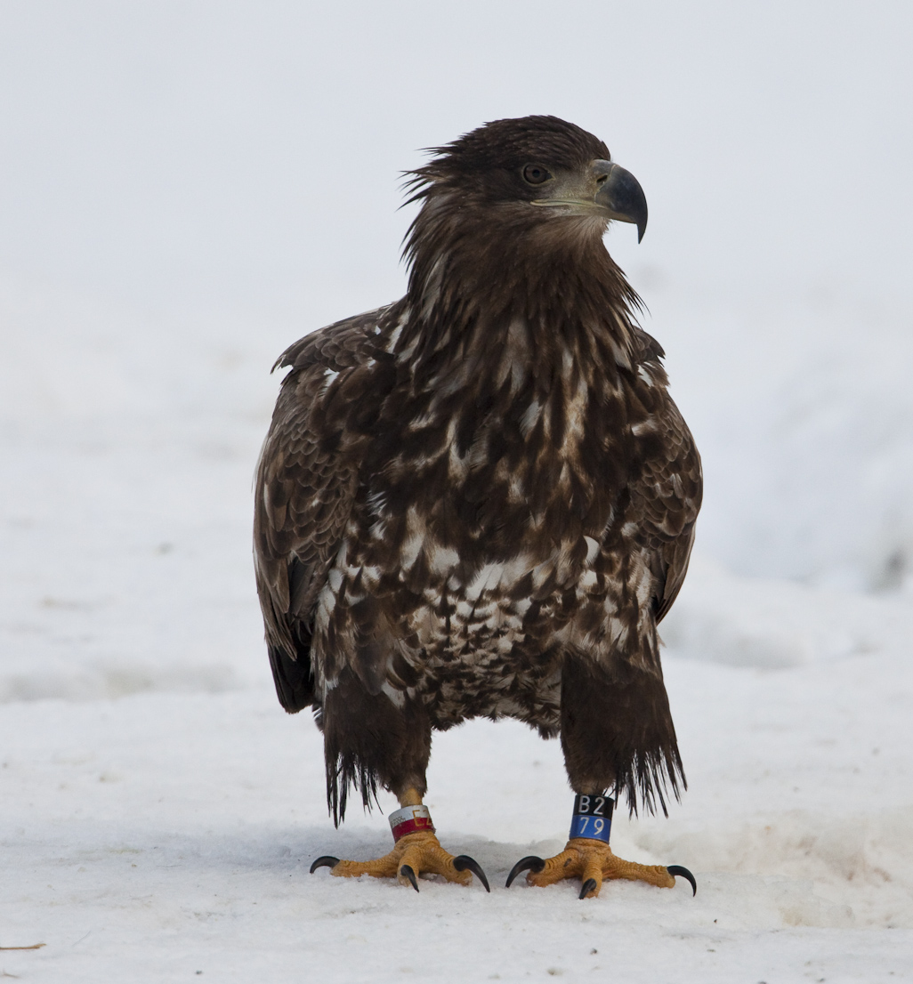 Great Adler In Winter