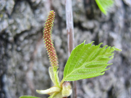 Hänge-Birke hat Blüten vor Blättern | looduskalender.ee