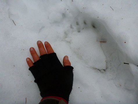 Alutaguse karukaamera | looduskalender.ee