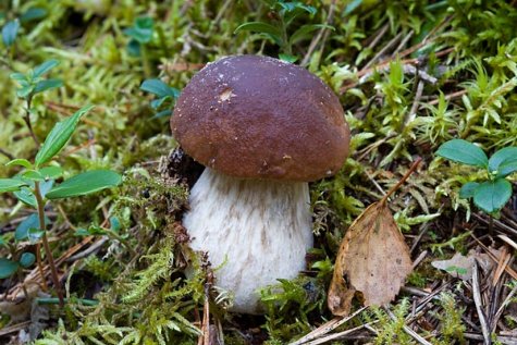 Kivipuravik | looduskalender.ee