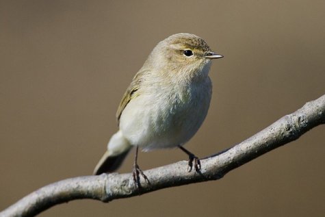 Väike-lehelind | looduskalender.ee