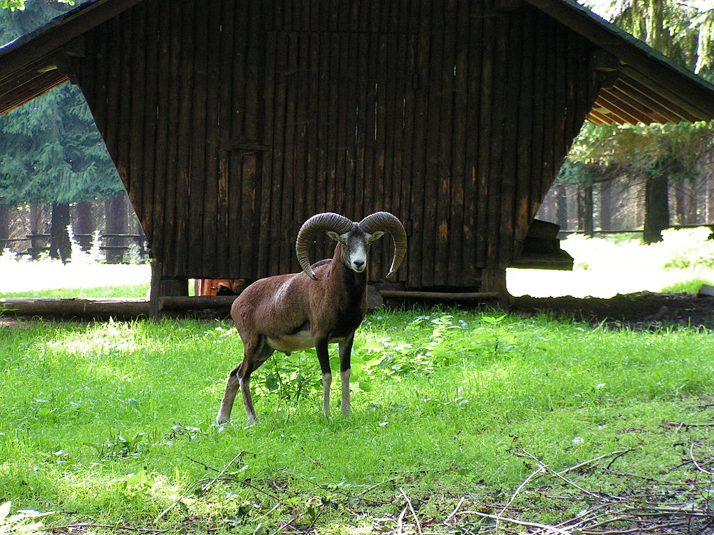 File:Ovis orientalis musimon.jpg - Wikimedia Commons